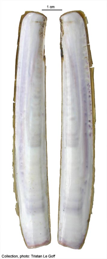 Faune algue Bivalves Ensis arcuatus (Jeffreys 1865 Solen) Atlantique Manche