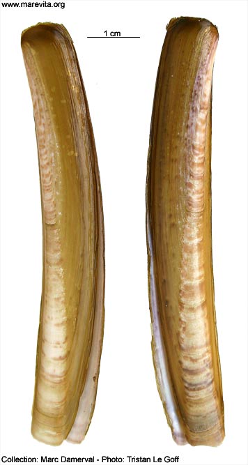 Faune algue Bivalves Ensis ensis (Linne 1758 Solen) Atlantique Manche