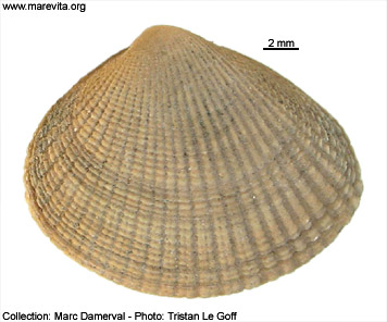 Faune algue Mollusca Timoclea ovata (Pennant 1777 Venus) Atlantique Manche