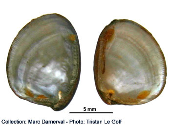 Faune algue donnees Nucula nucleus (Linne 1758 Arca) Atlantique Manche