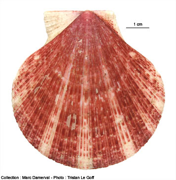 Faune algue Bivalves Chlamys islandica Atlantique Manche