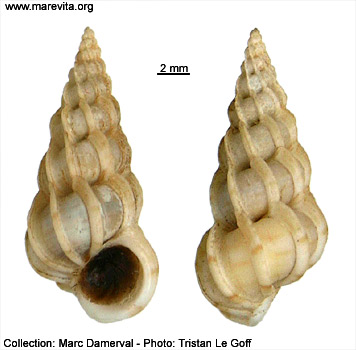 Faune algue Gasteropodes Epitonium clathrus (Linne 1758 Turbo ...