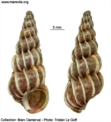 Faune algue Gasteropodes Epitonium clathrus (Linne 1758 Turbo ...