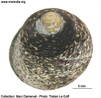 Faune algue Gasteropodes Osilinus lineatus (da Costa 1778 Trochus ...