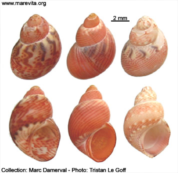 Tricolia pullus - Alchetron, The Free Social Encyclopedia