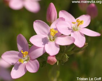 Faune algue donnees Centaurium scilloides Atlantique Manche