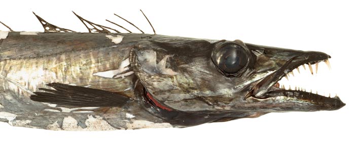 Faune algue Osteichthyes Aphanopus carbo Atlantique Manche