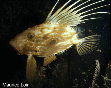 Faune algue donnees Zeus faber Atlantique Manche